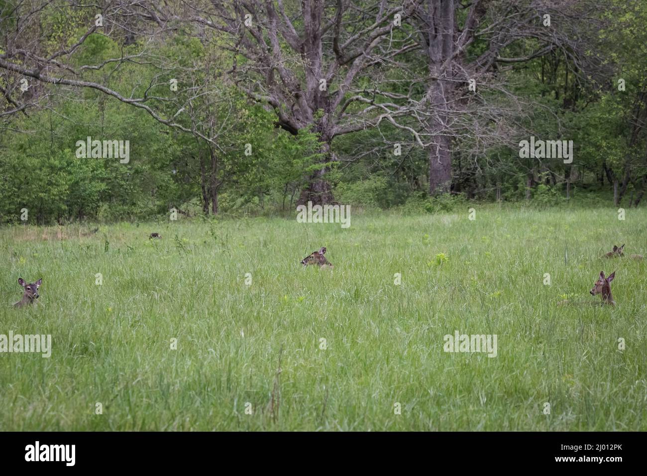 Group of whitetail deer in Great Smoky Mountains National Park in ...