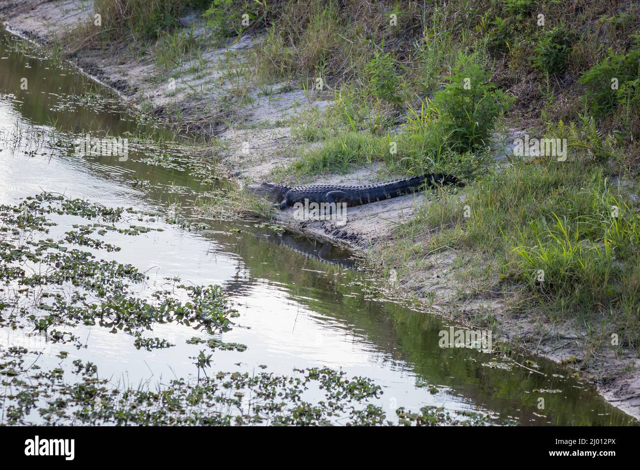 Beautiful shot of an alligator by a small waterway Stock Photo - Alamy