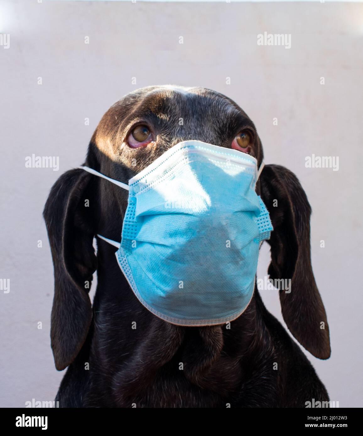 Beautiful black retriever wearing a mask for safety measures for covid ...