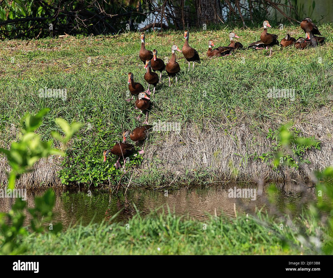 Red beak duck hi-res stock photography and images - Alamy
