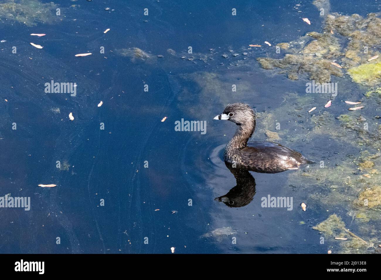 Dabbler hi-res stock photography and images - Alamy