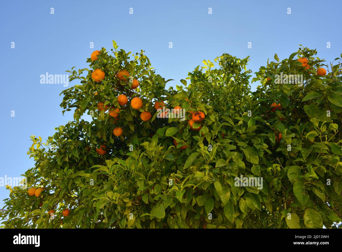 Organic orange tree with fruits Stock Photo - Alamy