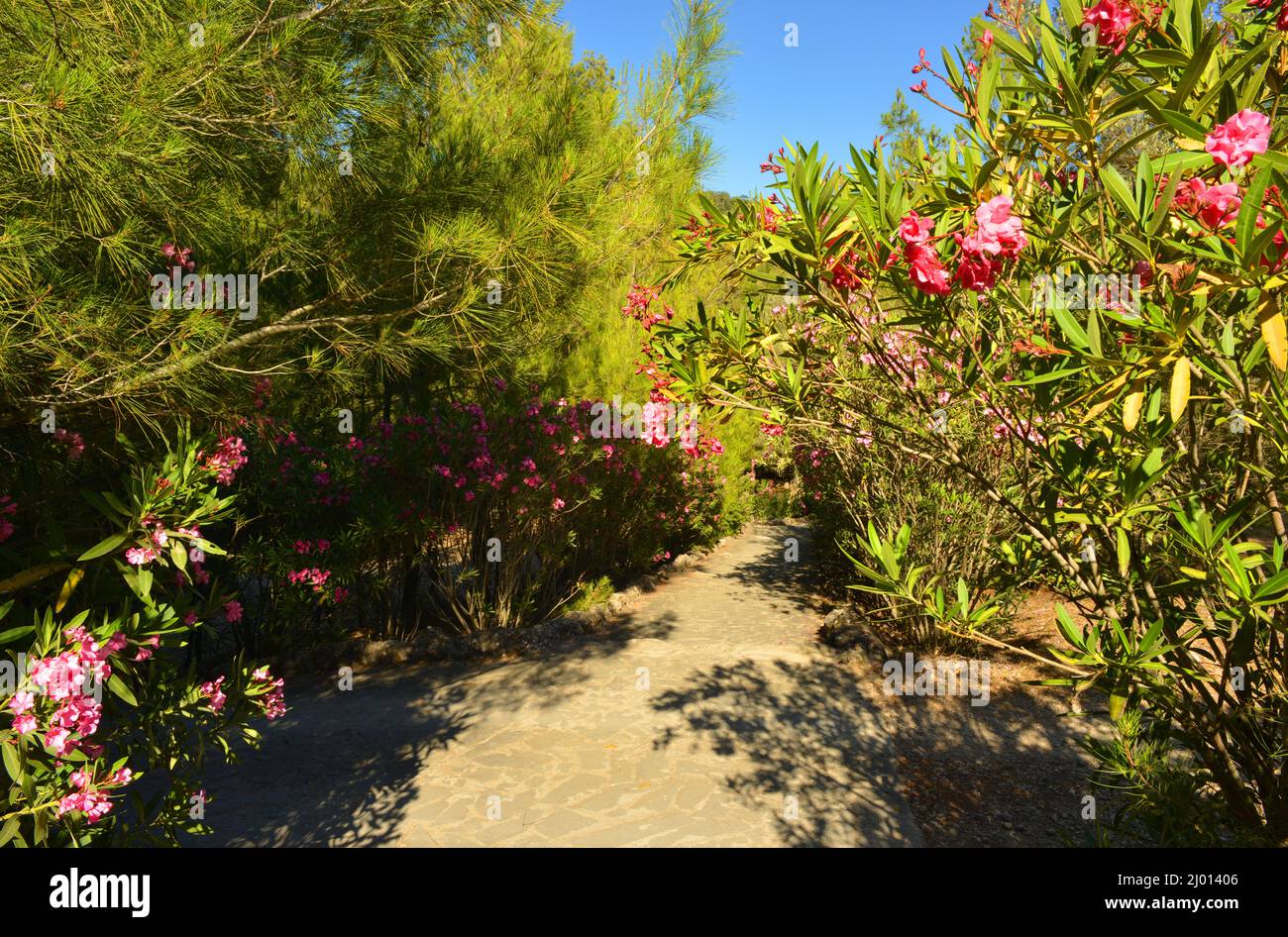 Rhodes Island, Greece, pathway and beautiful rhododrendron flowers ...