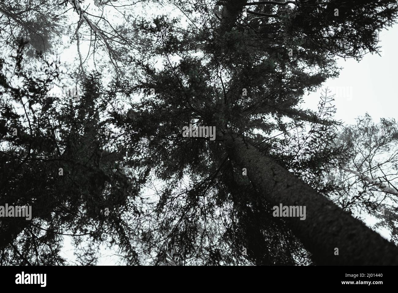 Low angle shot of trees in the forest Stock Photo - Alamy