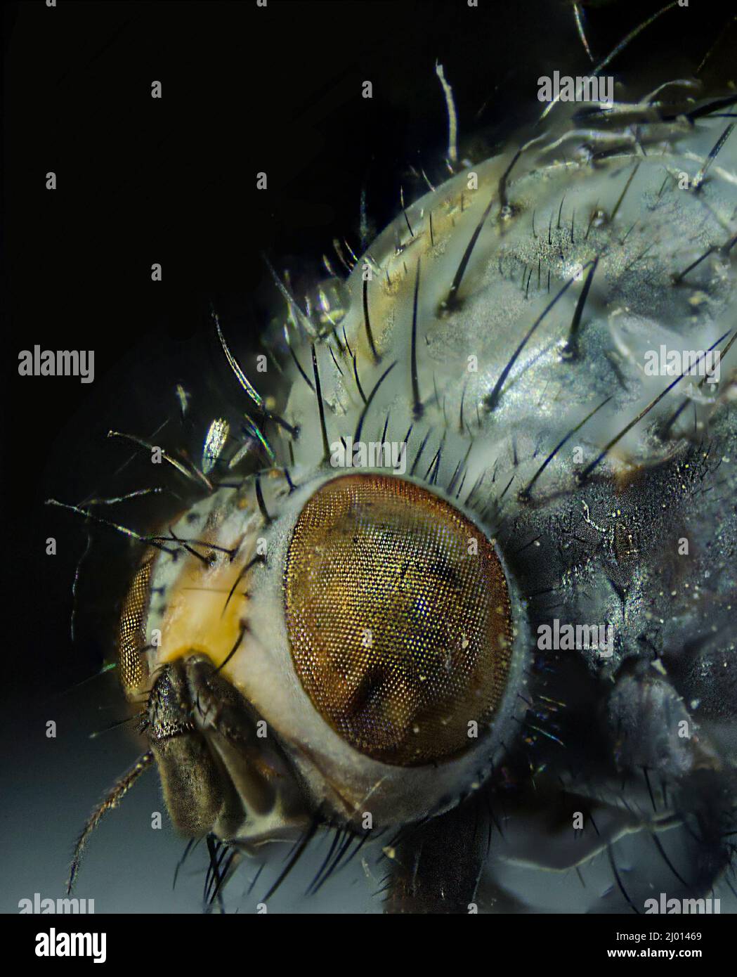 Vertical macro view of a fly with distinctive eyes and hair Stock Photo ...