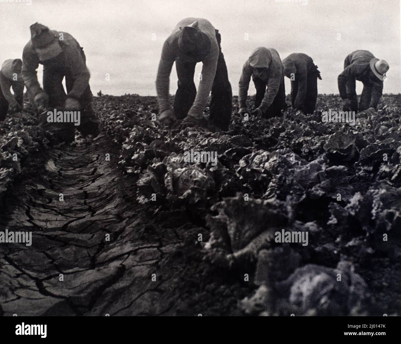 Salinas Lettuce Pickers, Calif.. Dorothea Lange (United States, 1895 ...