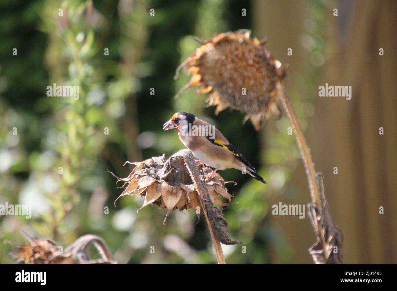 Black headed goldfinch hi-res stock photography and images - Alamy