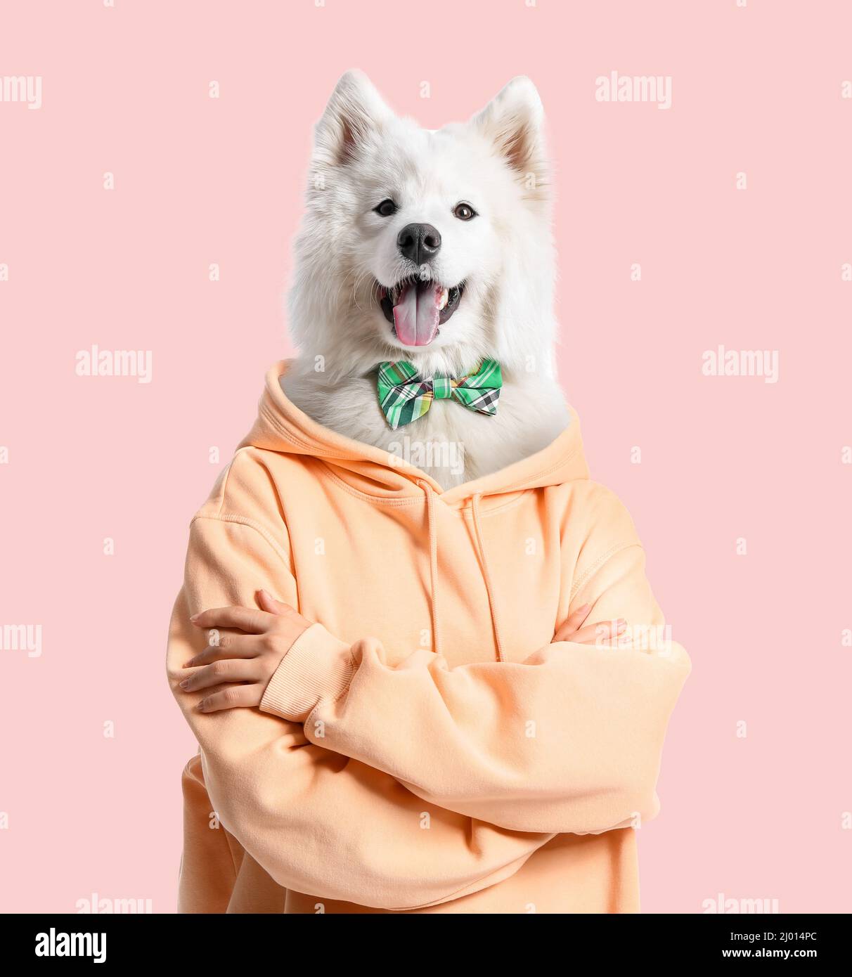 Cute Samoyed dog with human body on pink background Stock Photo - Alamy