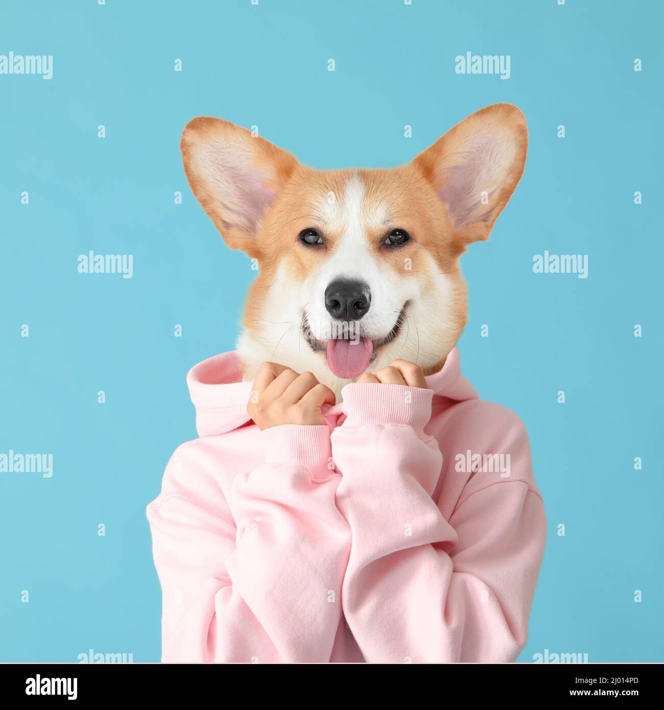 Cute Corgi dog with human body on color background Stock Photo - Alamy