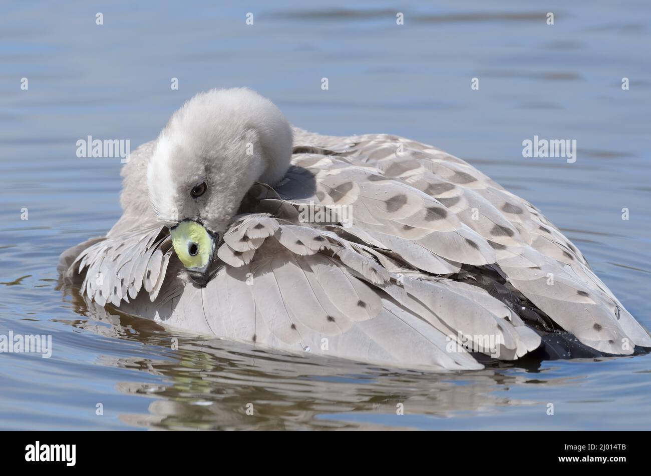 A large Cape Barren goose preening itself on the water Stock Photo - Alamy