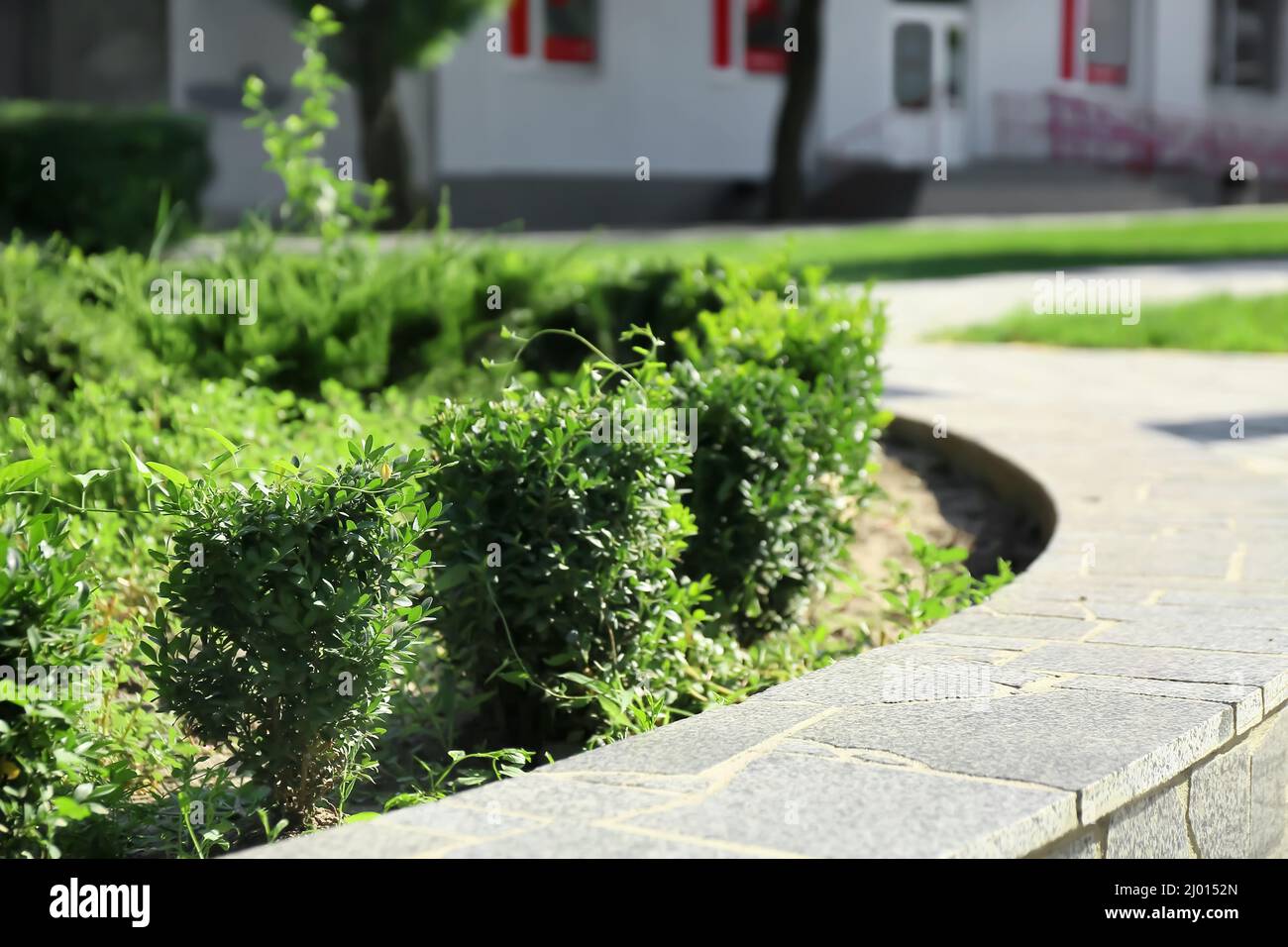 Green bushes in city park Stock Photo - Alamy