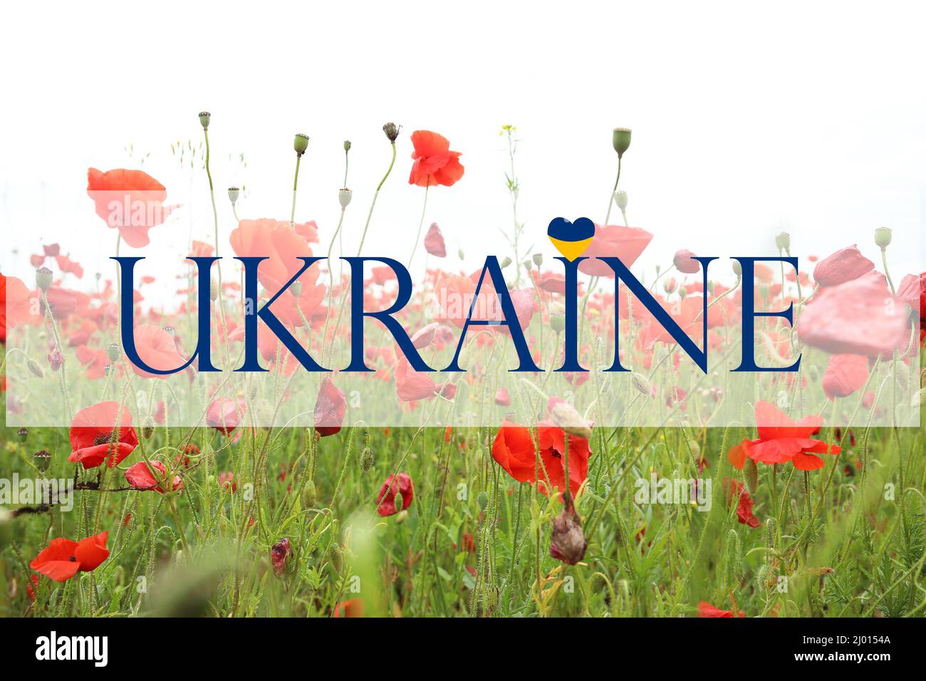 Beautiful poppy flowers in field. Visit Ukraine Stock Photo - Alamy