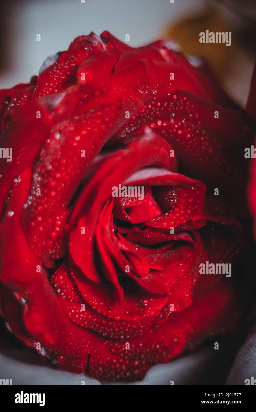 Closeup of misty red rose flower background Stock Photo - Alamy
