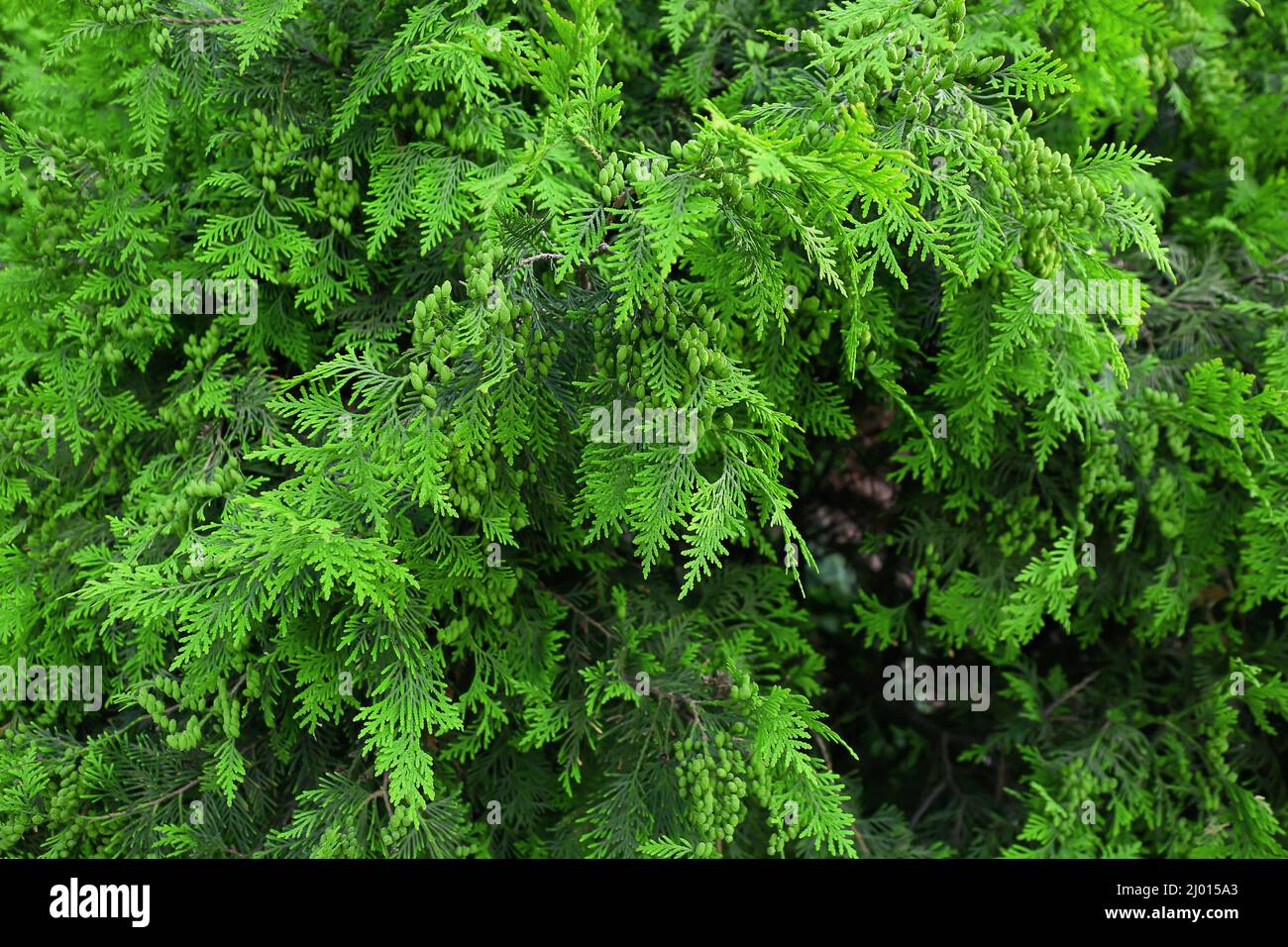 Green coniferous tree outdoors, closeup Stock Photo - Alamy