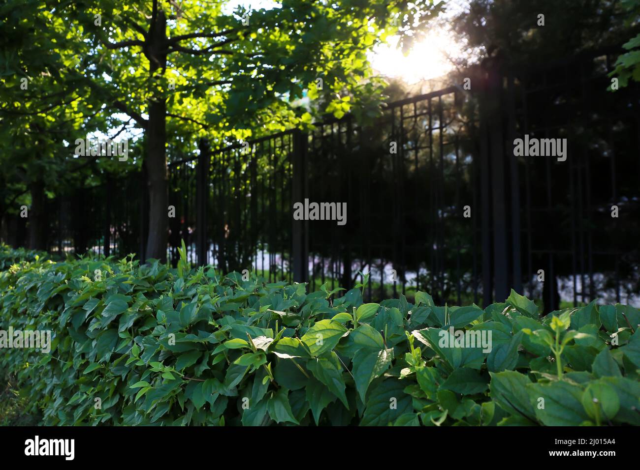 View of beautiful green bushes on city street Stock Photo - Alamy