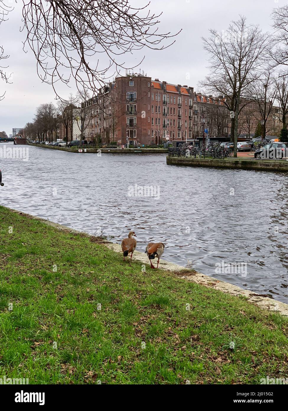 Vertical shot of a lake in Amsterdam in the Netherlands Stock Photo - Alamy