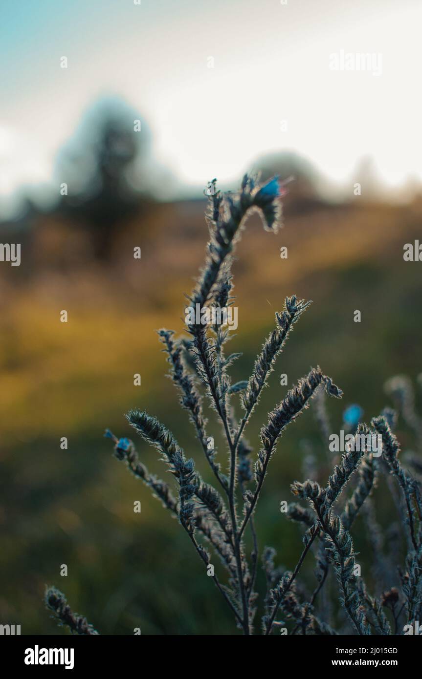 Shallow focus vertical shot hi-res stock photography and images - Alamy