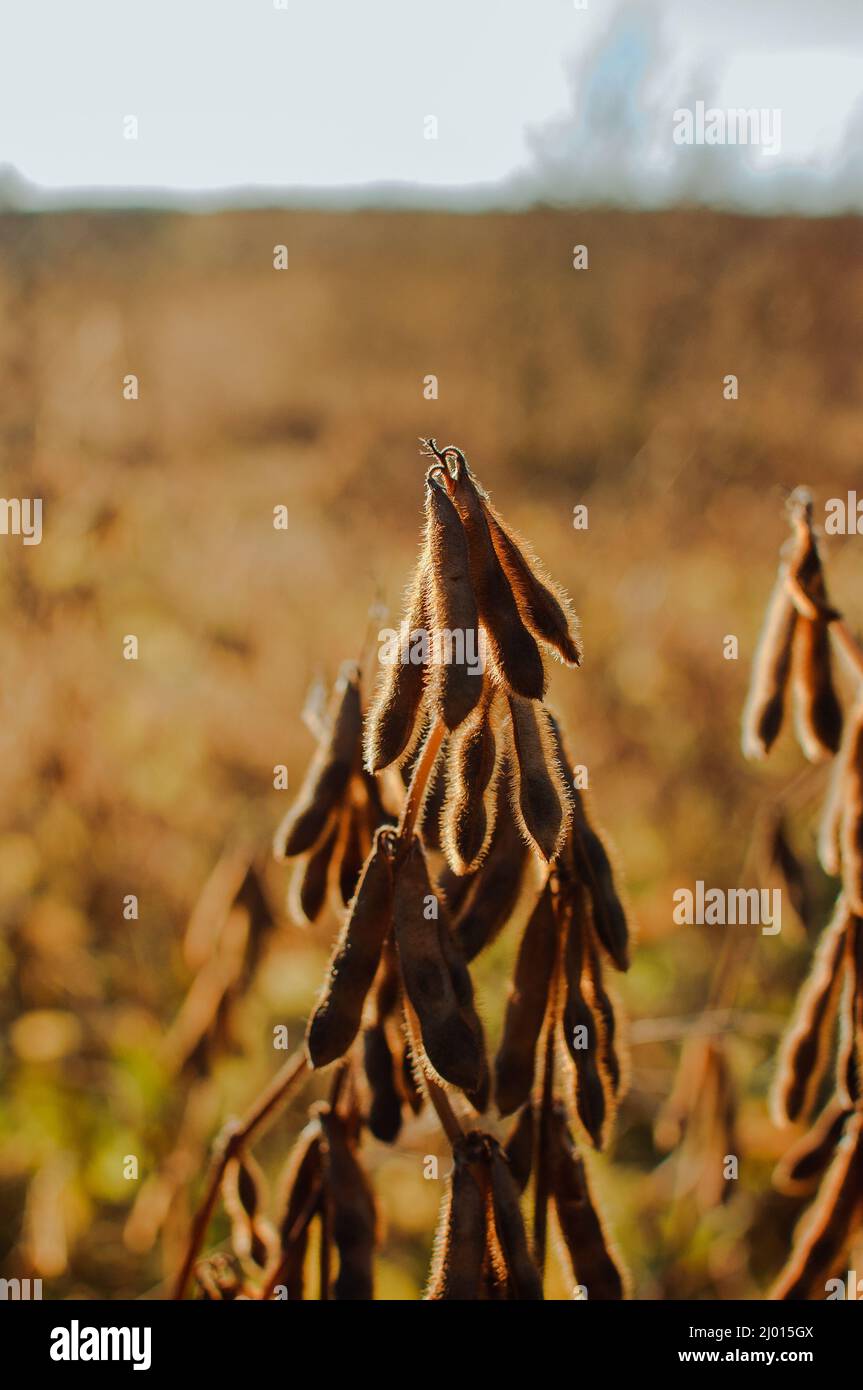 Vertical shallow focus shot of a soybean Stock Photo - Alamy