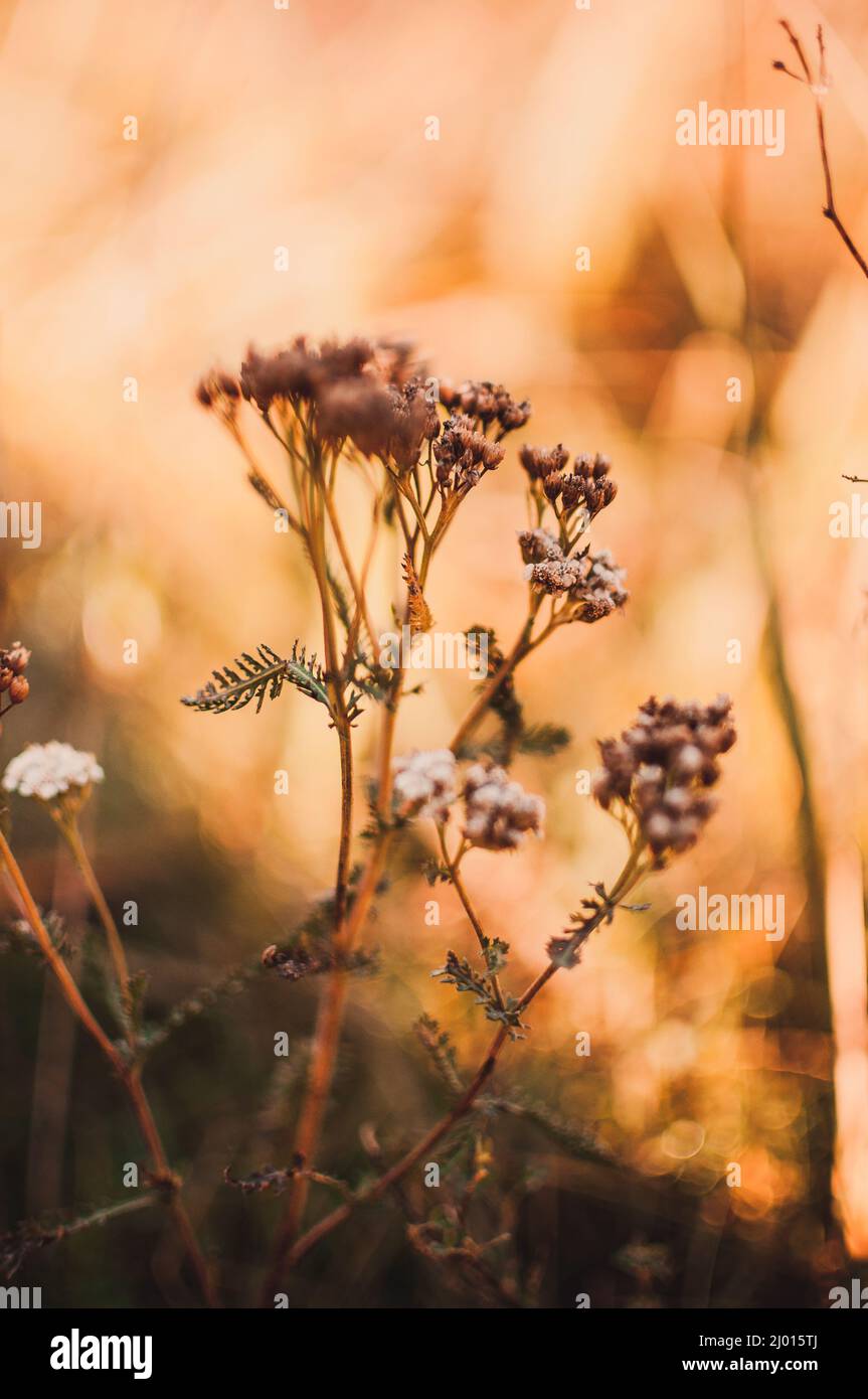 Vertical shallow focus shot of a beautiful plant Stock Photo - Alamy