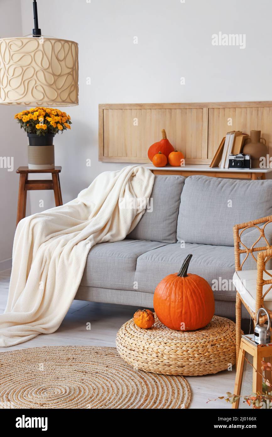 Comfortable sofa and pumpkins in modern living room Stock Photo - Alamy