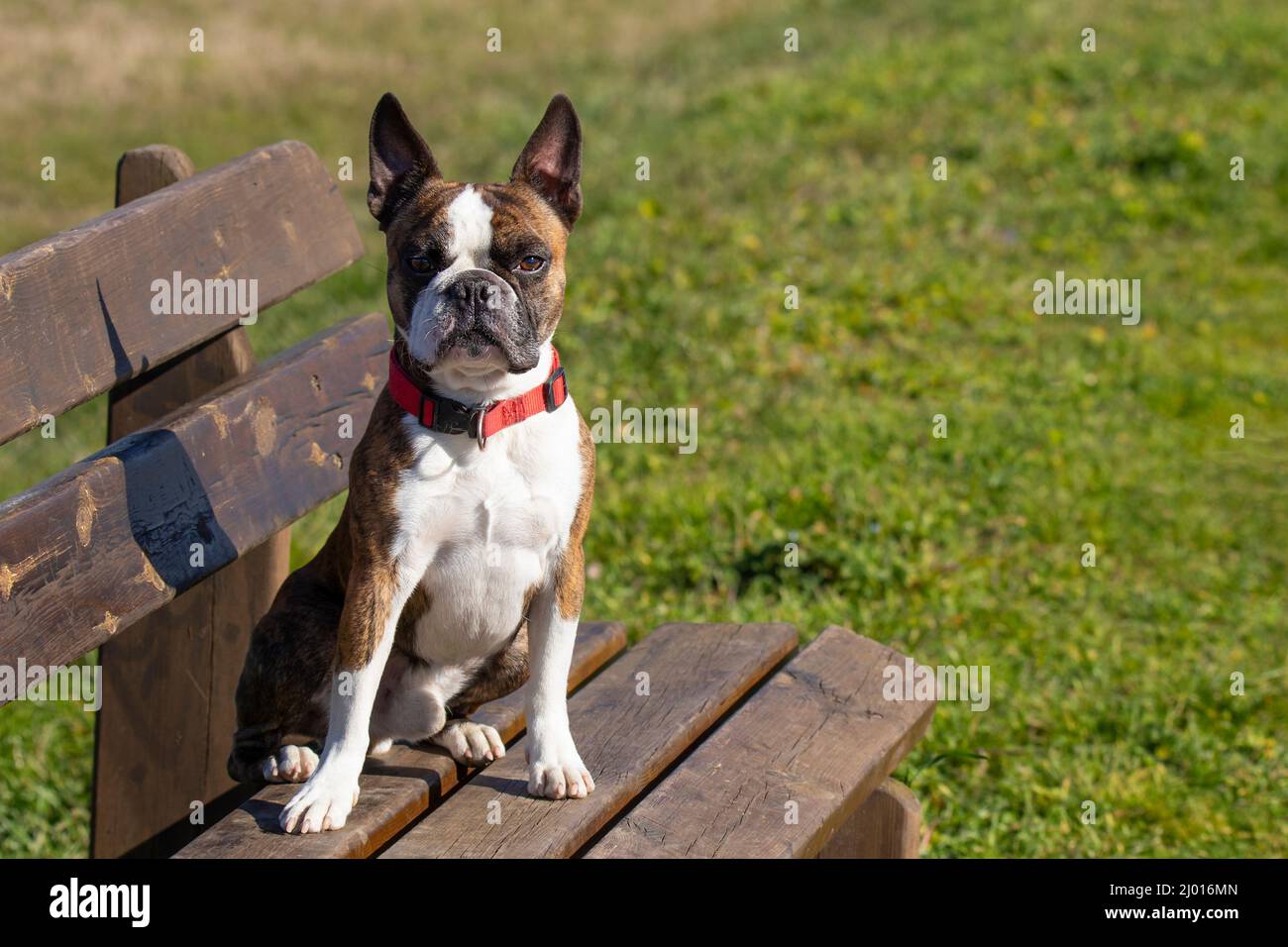 Spring in boston black and white hi-res stock photography and images ...