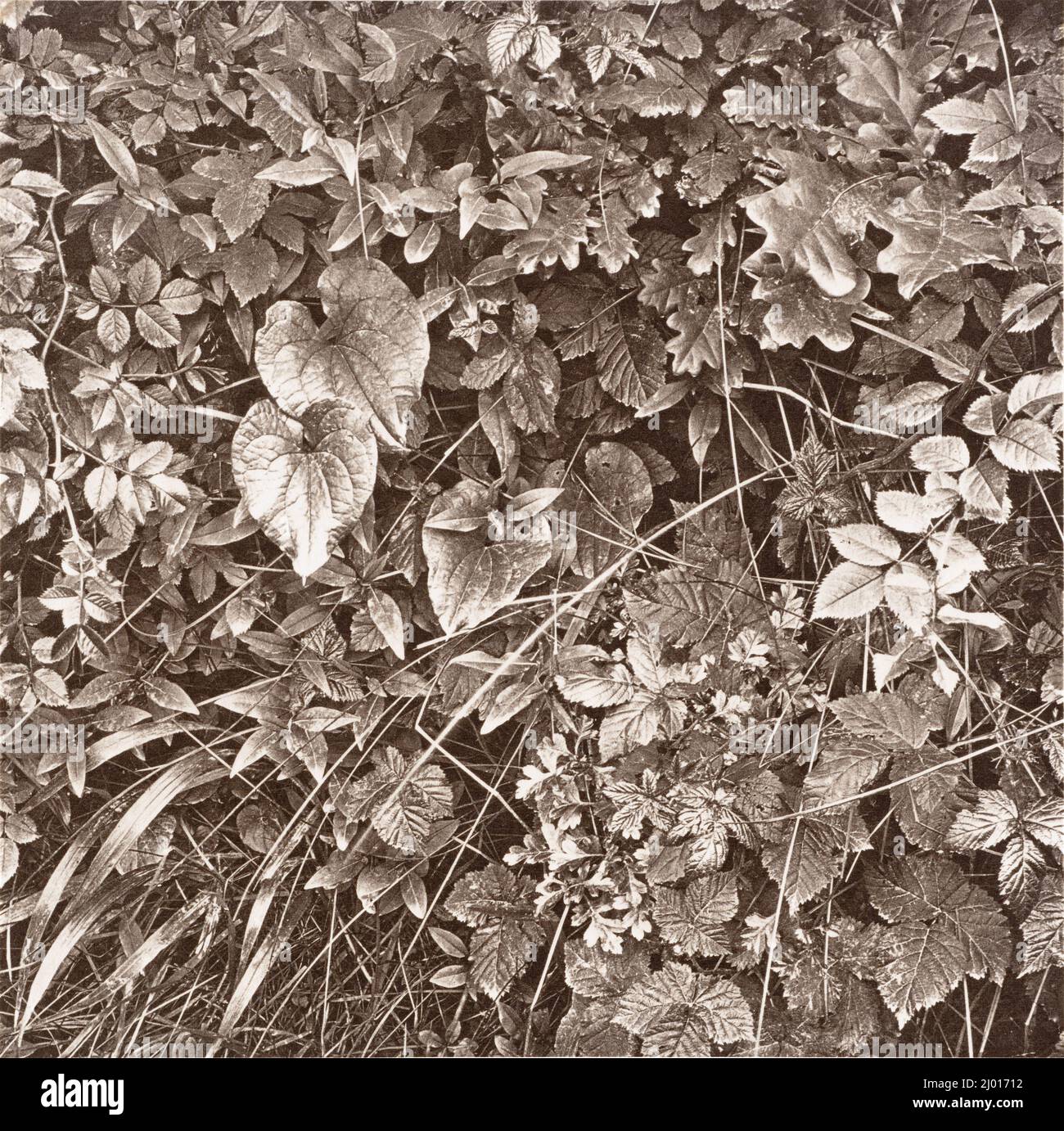 Hedgerow Study. Frederick H. Evans (England, 1853-1943). England, circa ...