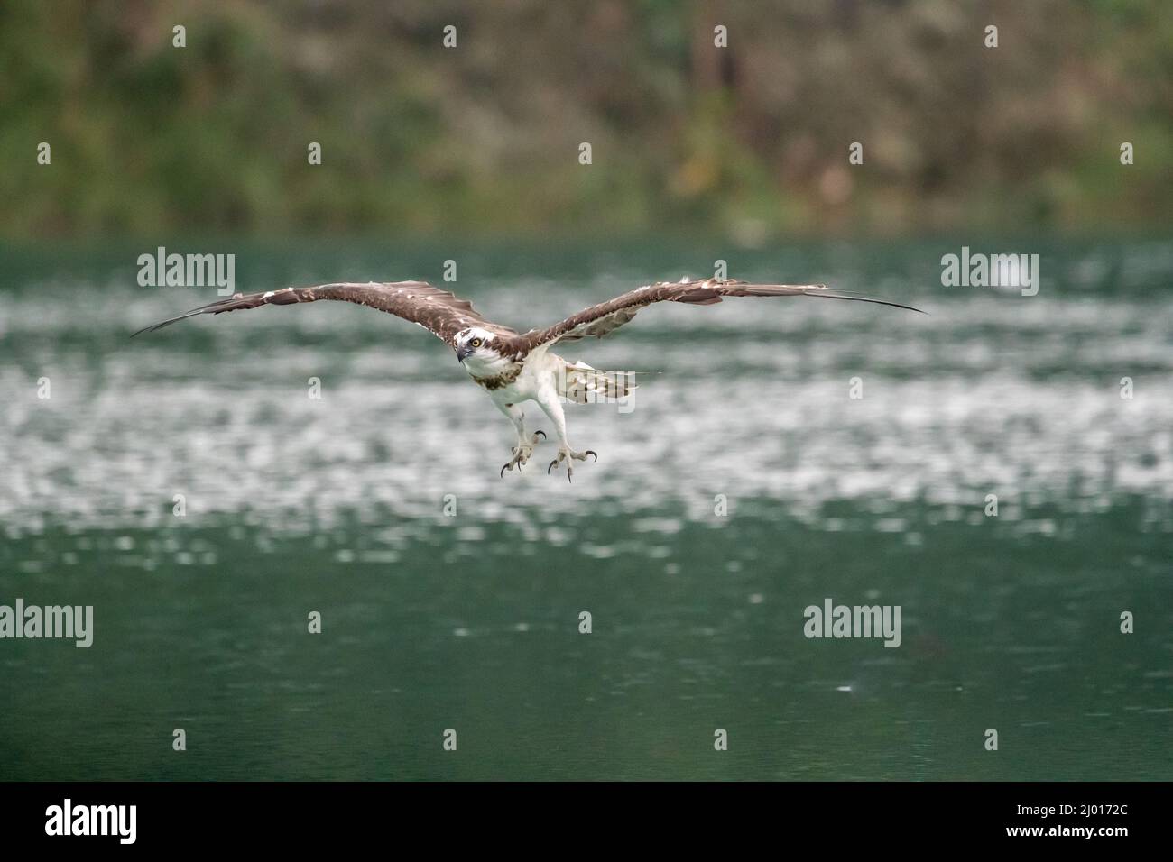 Closeup shot of an osprey rising from the water on a sunny day Stock ...