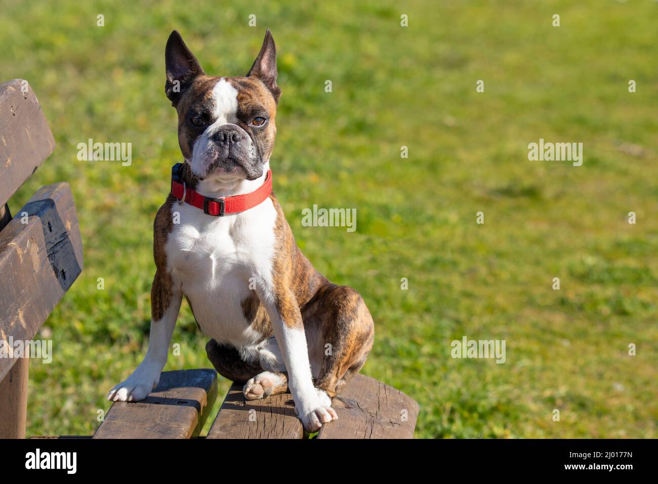 Spring in boston black and white hi-res stock photography and images ...