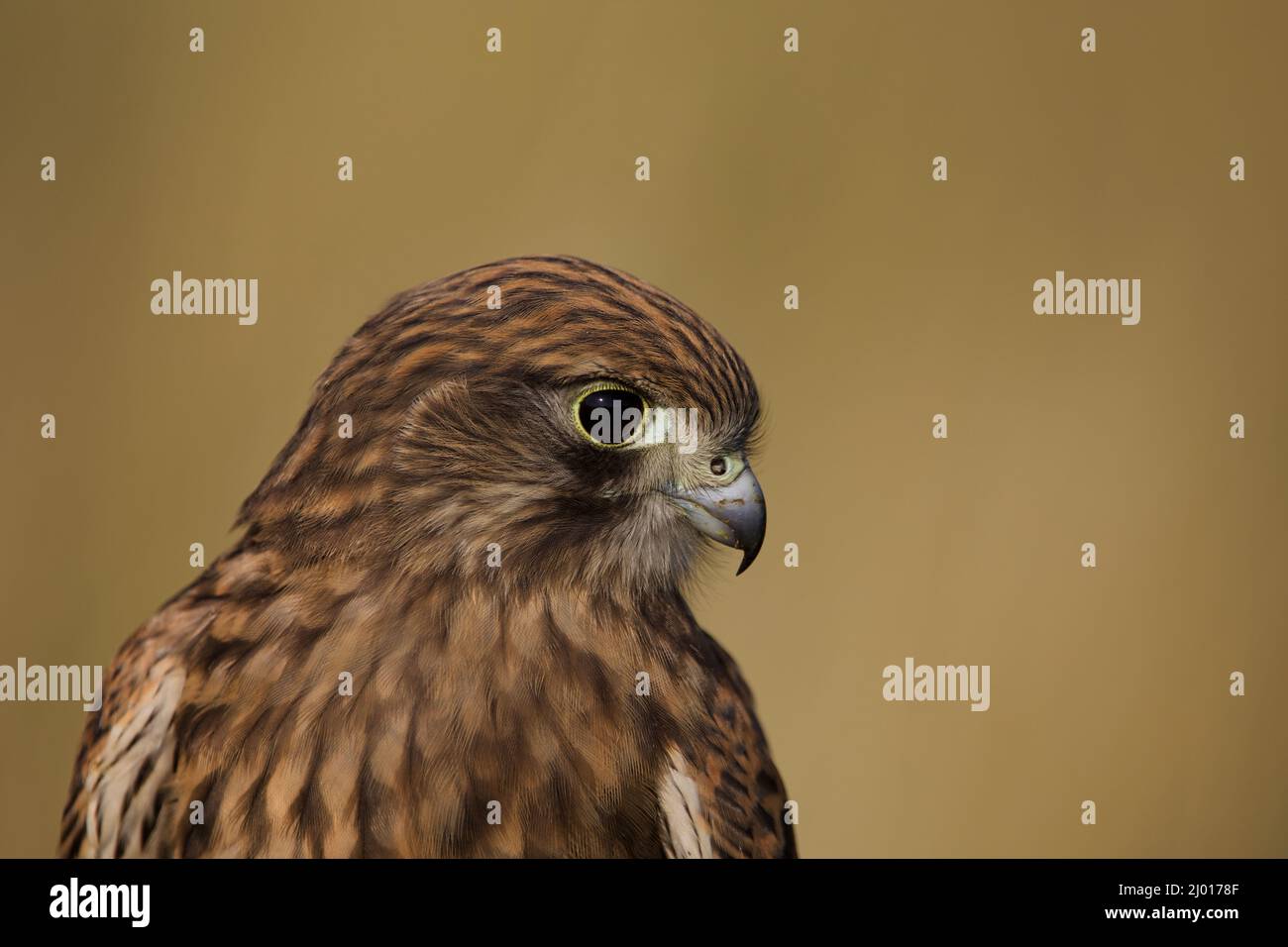 Closeup shot of a brown falcon on the Tempelhof Field in Berlin ...