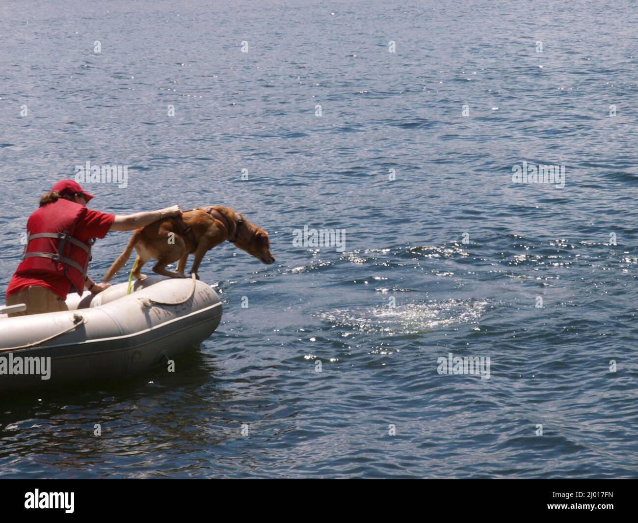 Search and Rescue team water rescue drill Stock Photo - Alamy