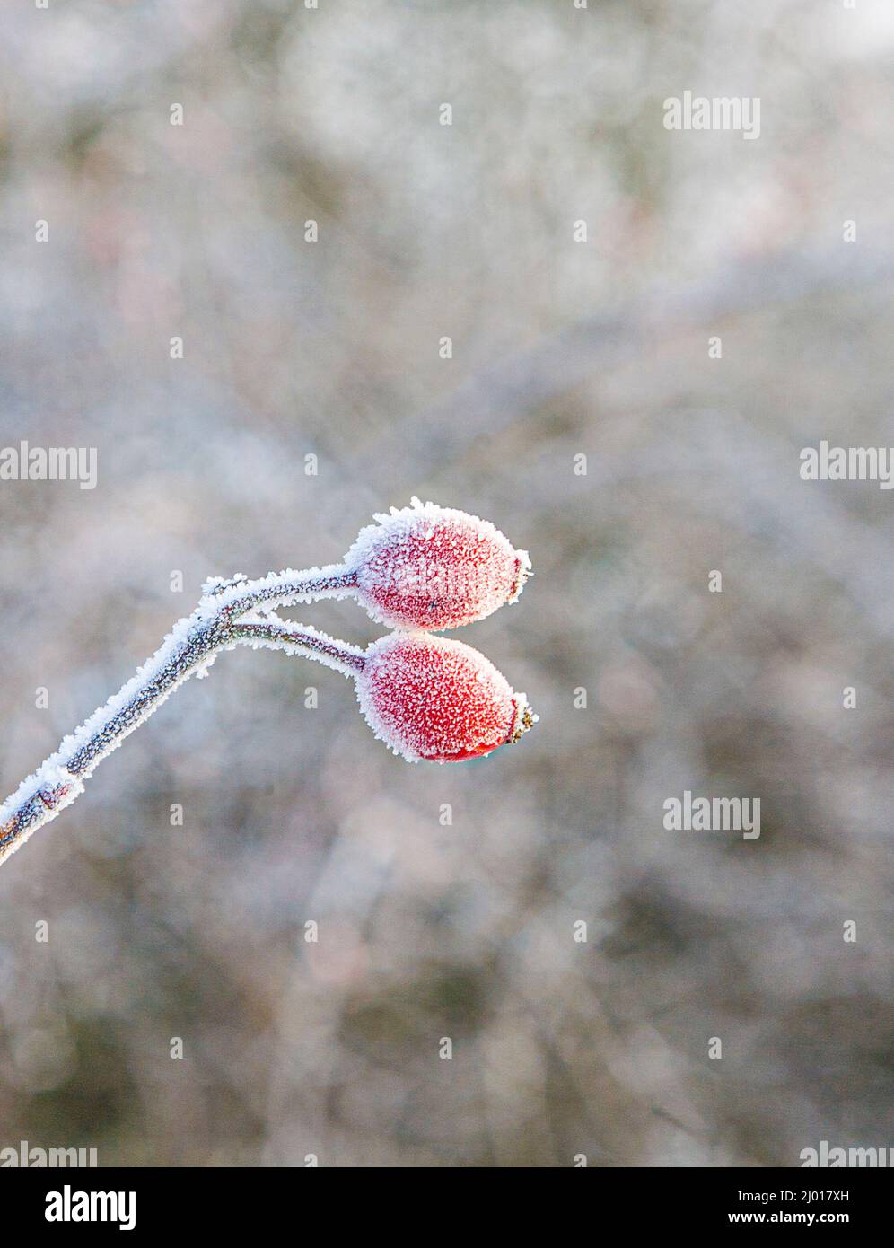 beautiful red rose hip with ice in winter Stock Photo - Alamy