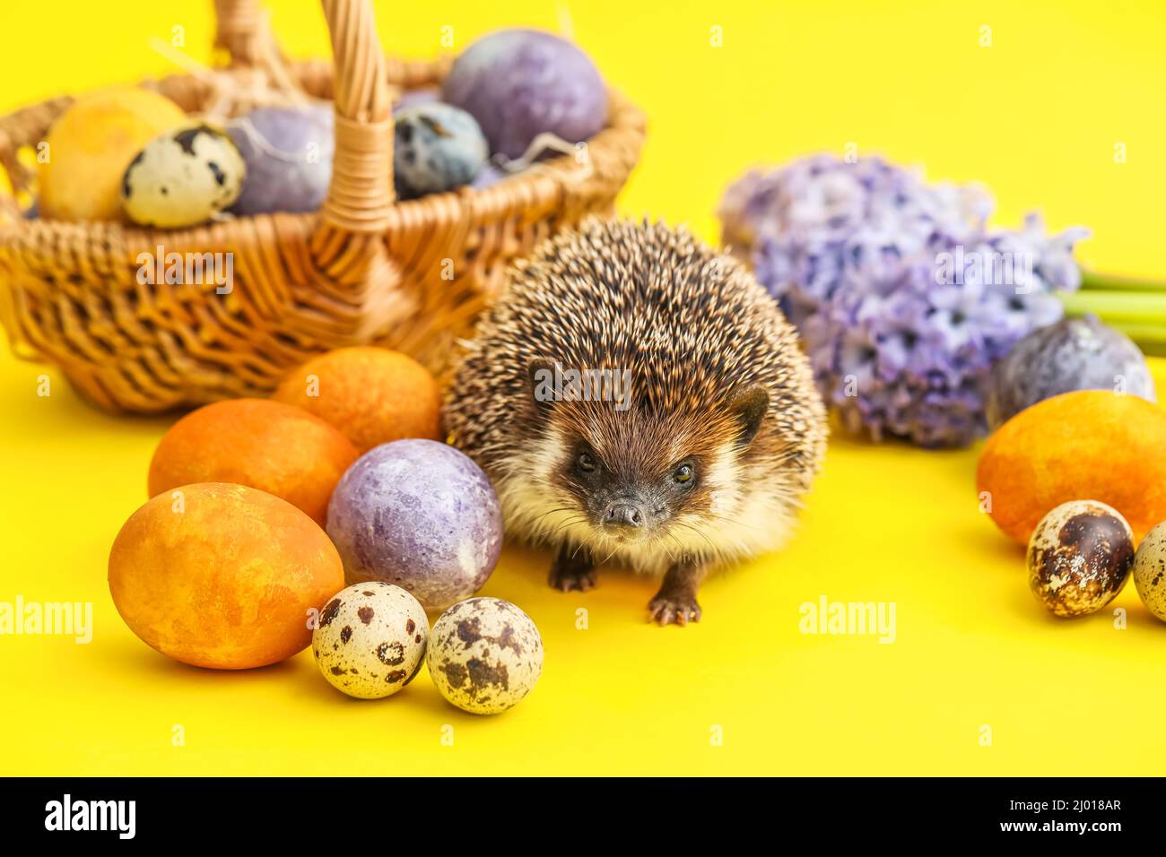 Cute hedgehog with basket, Easter eggs and flowers on yellow background ...