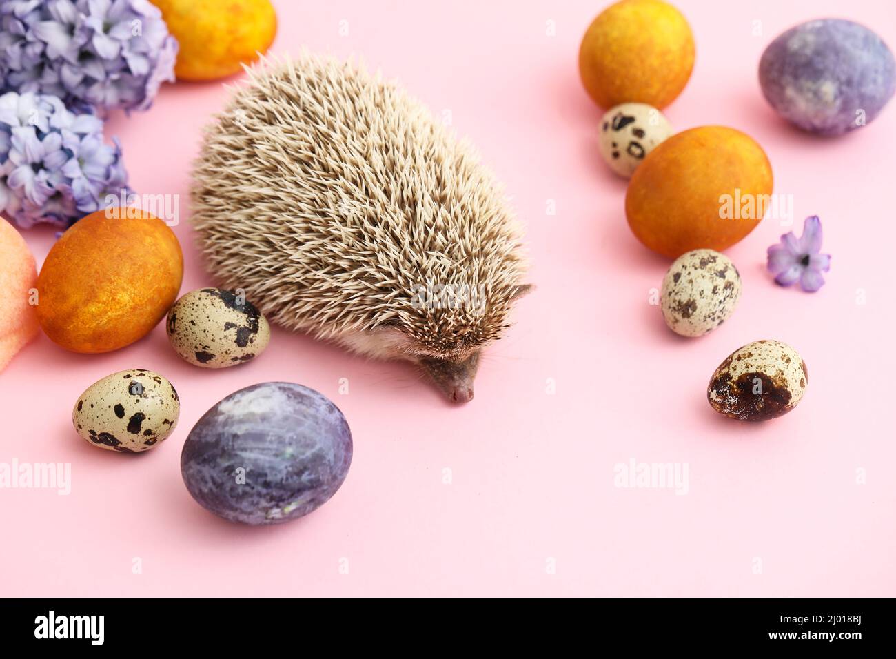 Cute hedgehog with Easter eggs and flowers on pink background Stock ...