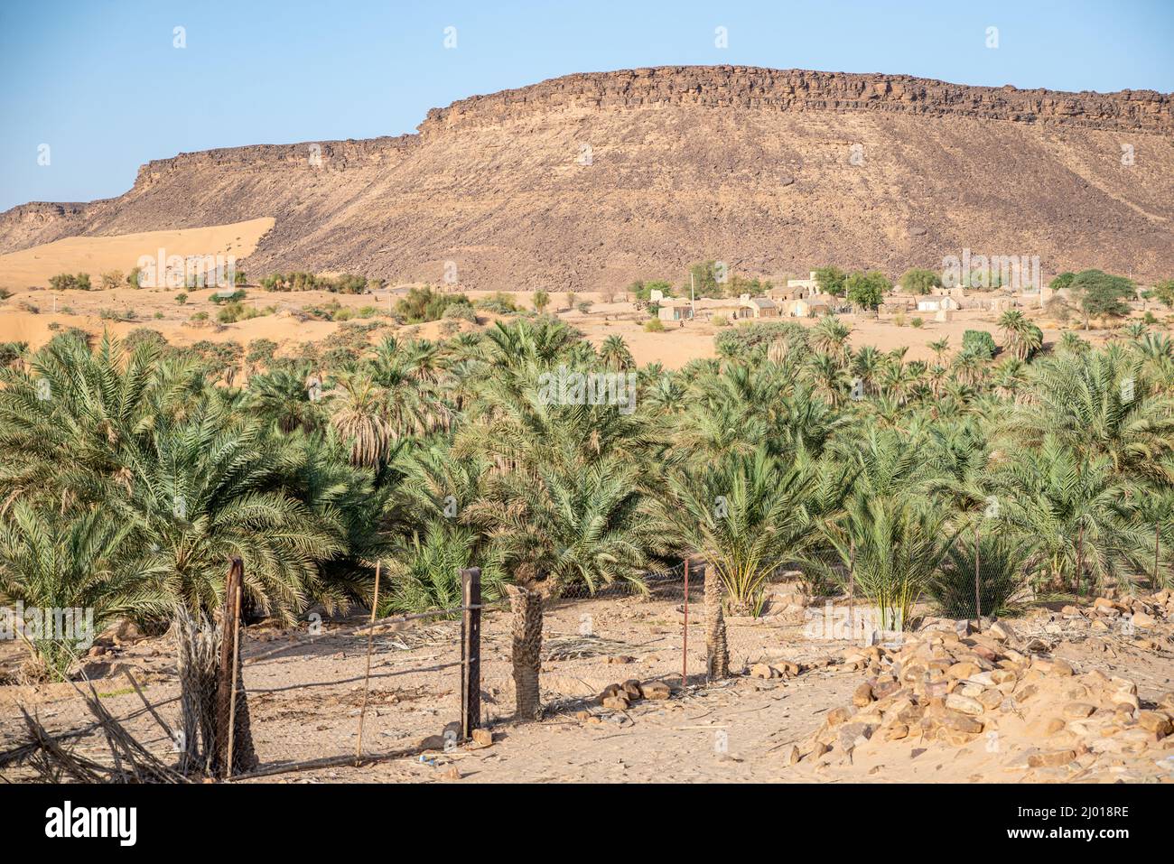 Palmg grove close to Azougui archaeological site, Mauritania Stock ...
