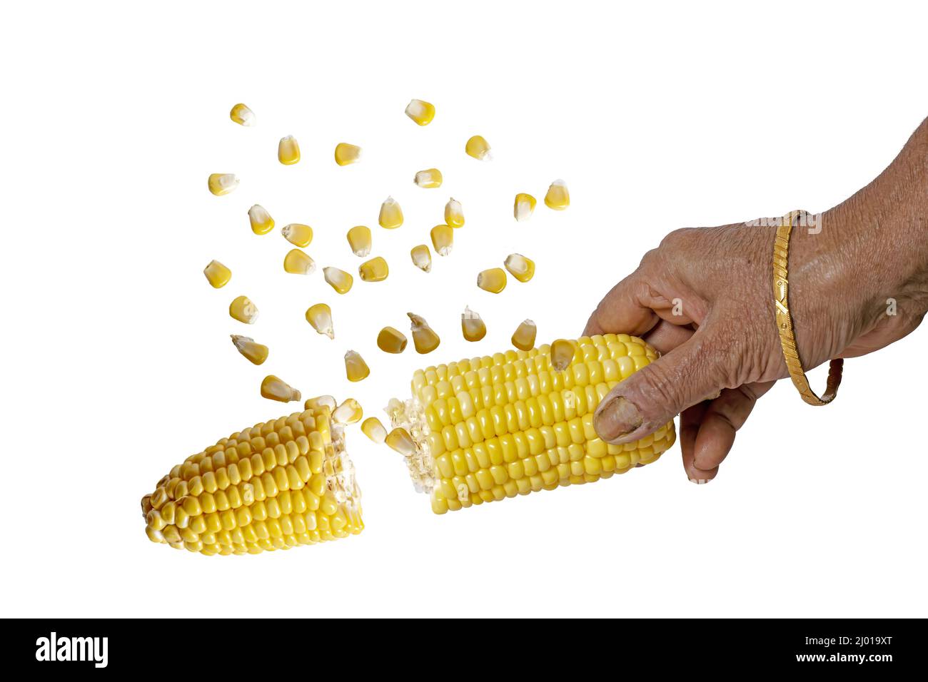 Close-up shot of a hand splitting a cab corn isolated on a white ...