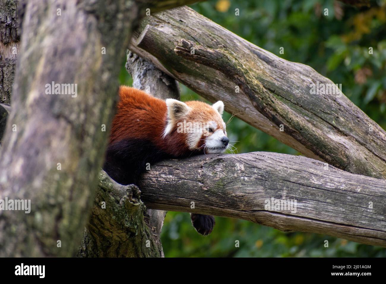 Beautiful red panda lying on hi-res stock photography and images - Alamy