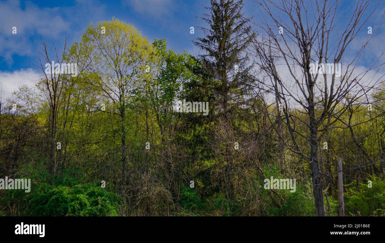 View of different types of trees in the forest Stock Photo - Alamy