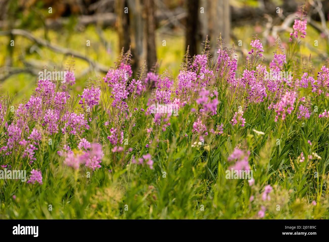 Yellowstone forest fireweed hi-res stock photography and images - Alamy