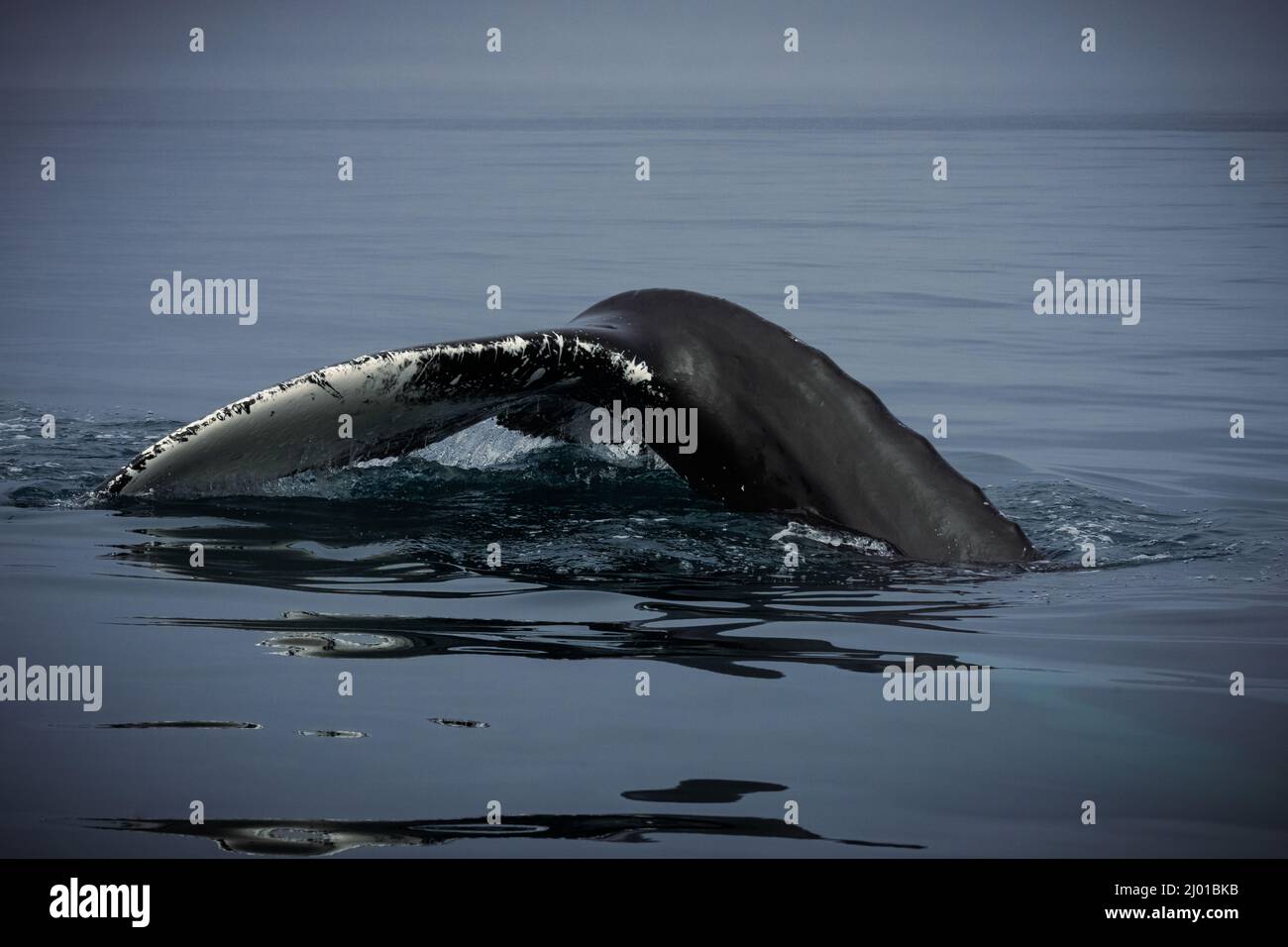 Humpback whale eating fish hi-res stock photography and images - Alamy