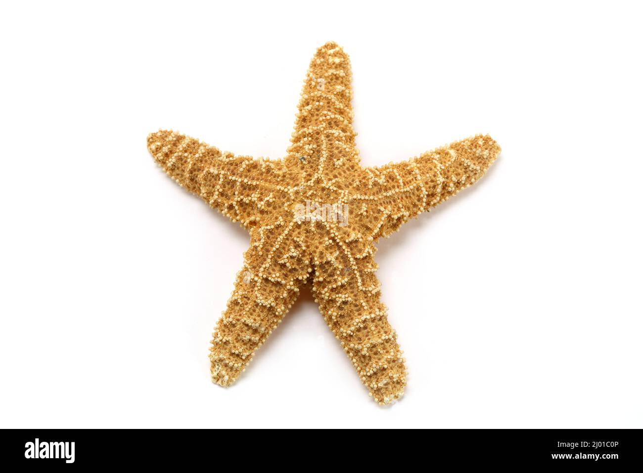 Starfish shape hi-res stock photography and images - Alamy