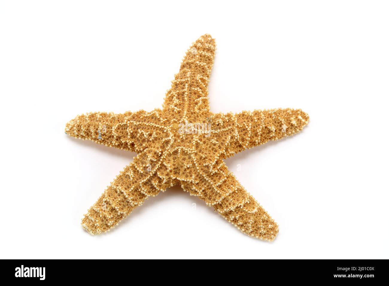 Starfish on white background Stock Photo - Alamy