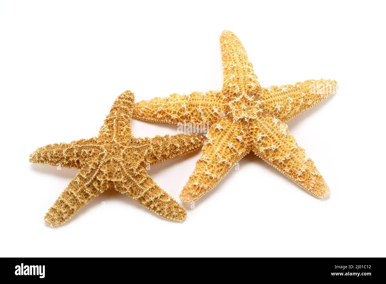 Starfish on white background Stock Photo - Alamy