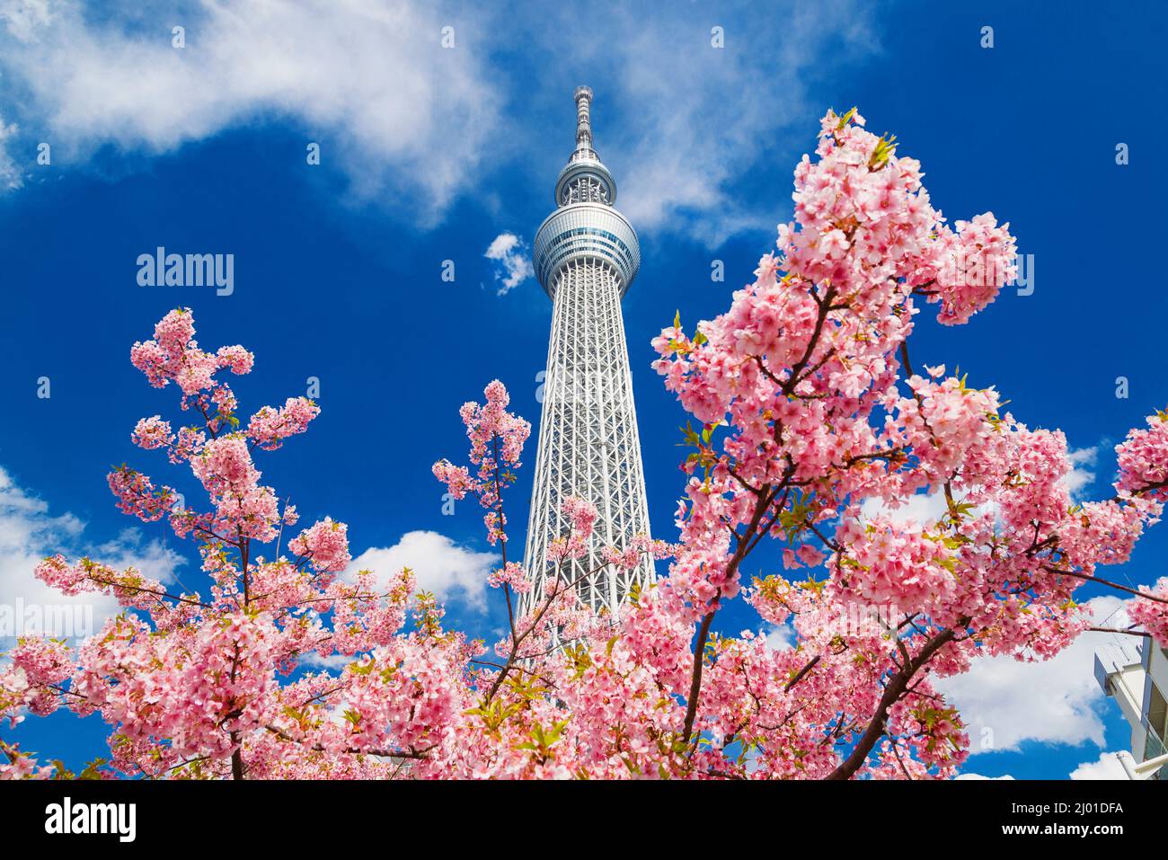 Spring in Japan. The famous Tokyo Skytree towering above sakura cherry ...