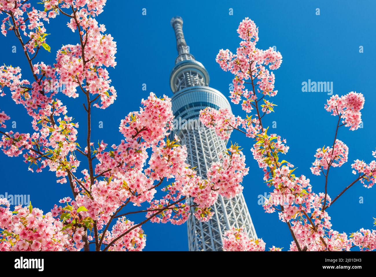 Spring in Tokyo. Sakura cherry pink blossoms in front of the famous ...