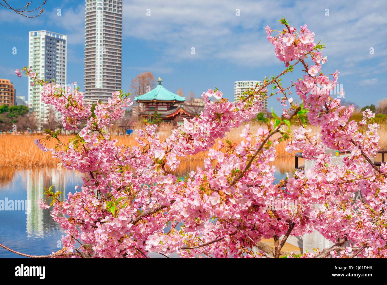 Spring in Ueno Park. Blooming sakura cherry pink flowers in front of ...