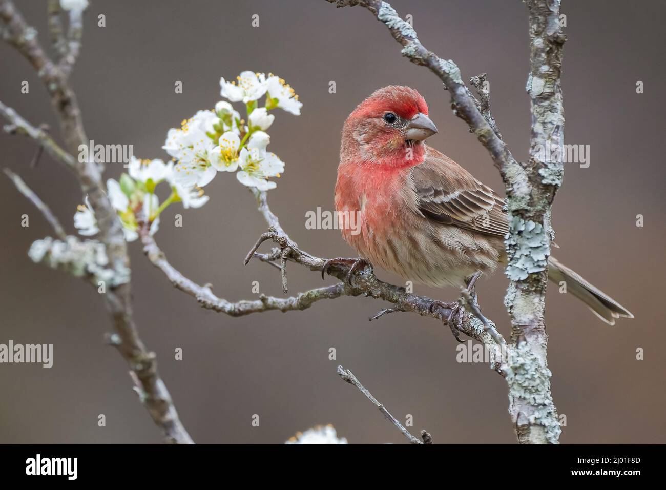 Male house finches hi-res stock photography and images - Alamy