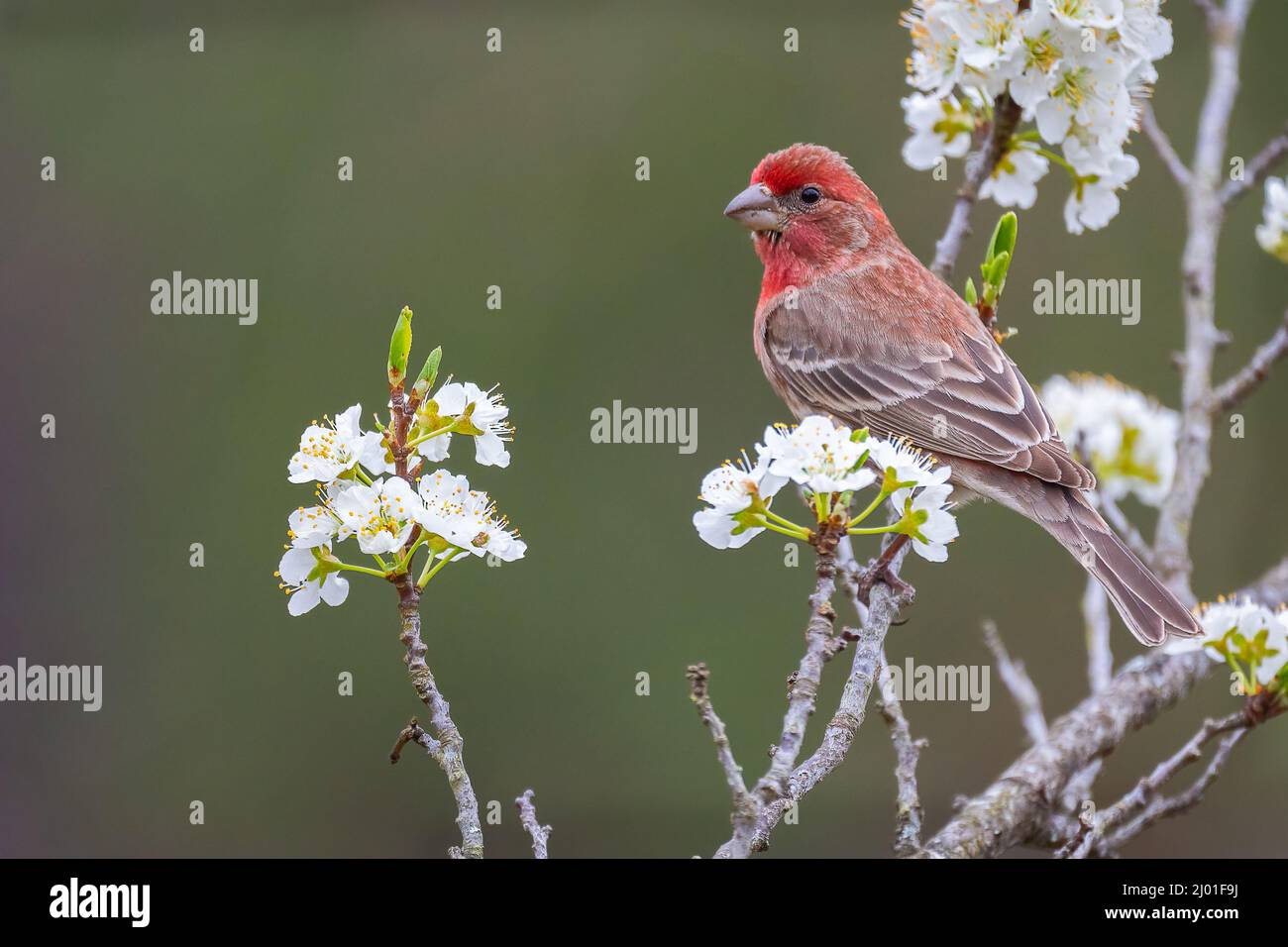 Male house finches hi-res stock photography and images - Alamy