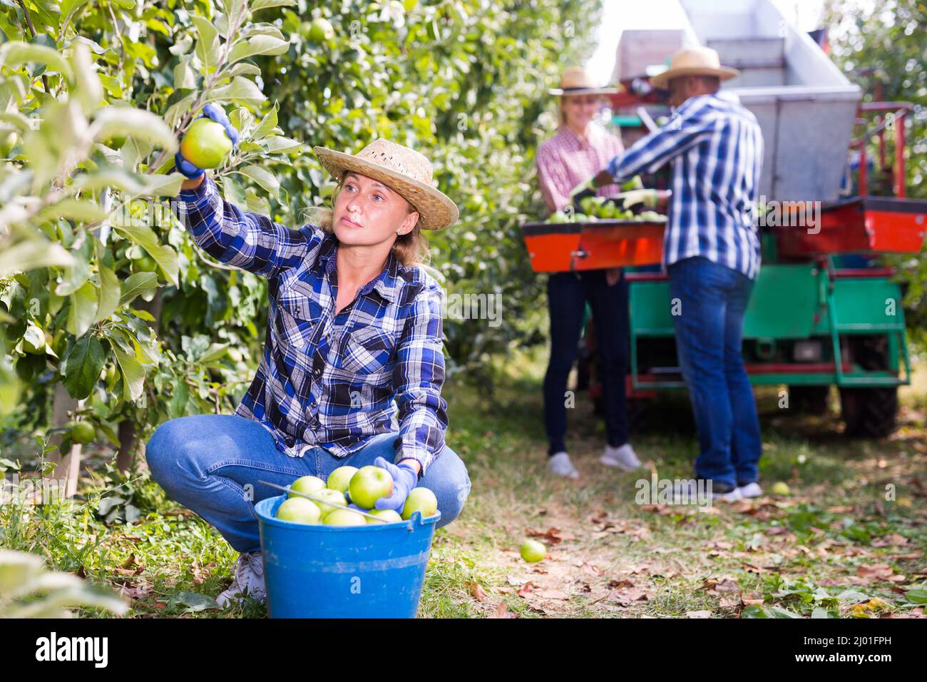 Professional farmer harvesting apples food hi-res stock photography and ...