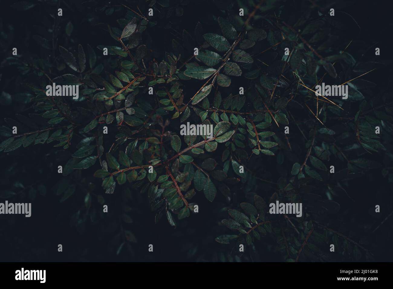 Closeup shot of dark wet leaves on bushes in a forest Stock Photo - Alamy