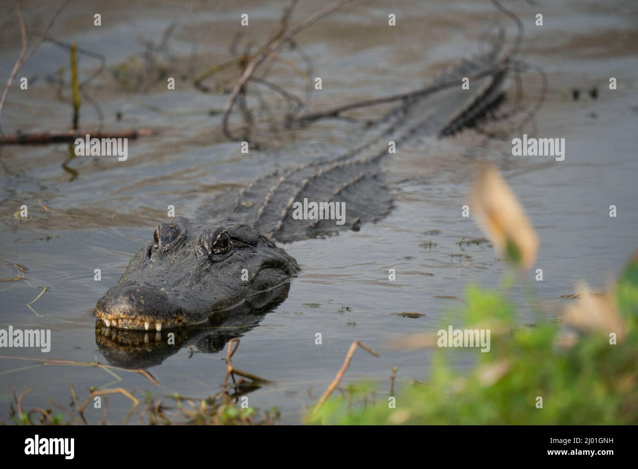 Alligator water splash hi-res stock photography and images - Alamy